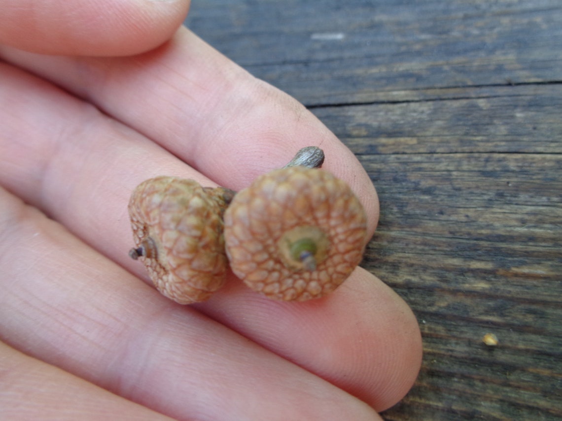 100 Pcs SMALL Undeveloped Acorns Dia 1/4"- 1/2" Red Oak Tree Acorns for ...