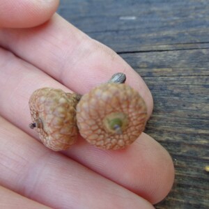 100 Pcs SMALL Undeveloped Acorns Dia 1/4"- 1/2" Red Oak Tree Acorns for ...