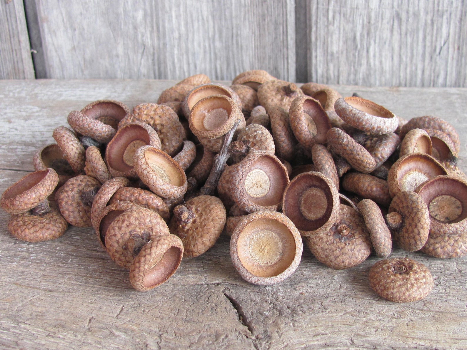 80 Pcs Natural Acorn Caps; Northern Red Oak Acorn Caps for DIY Projects ...