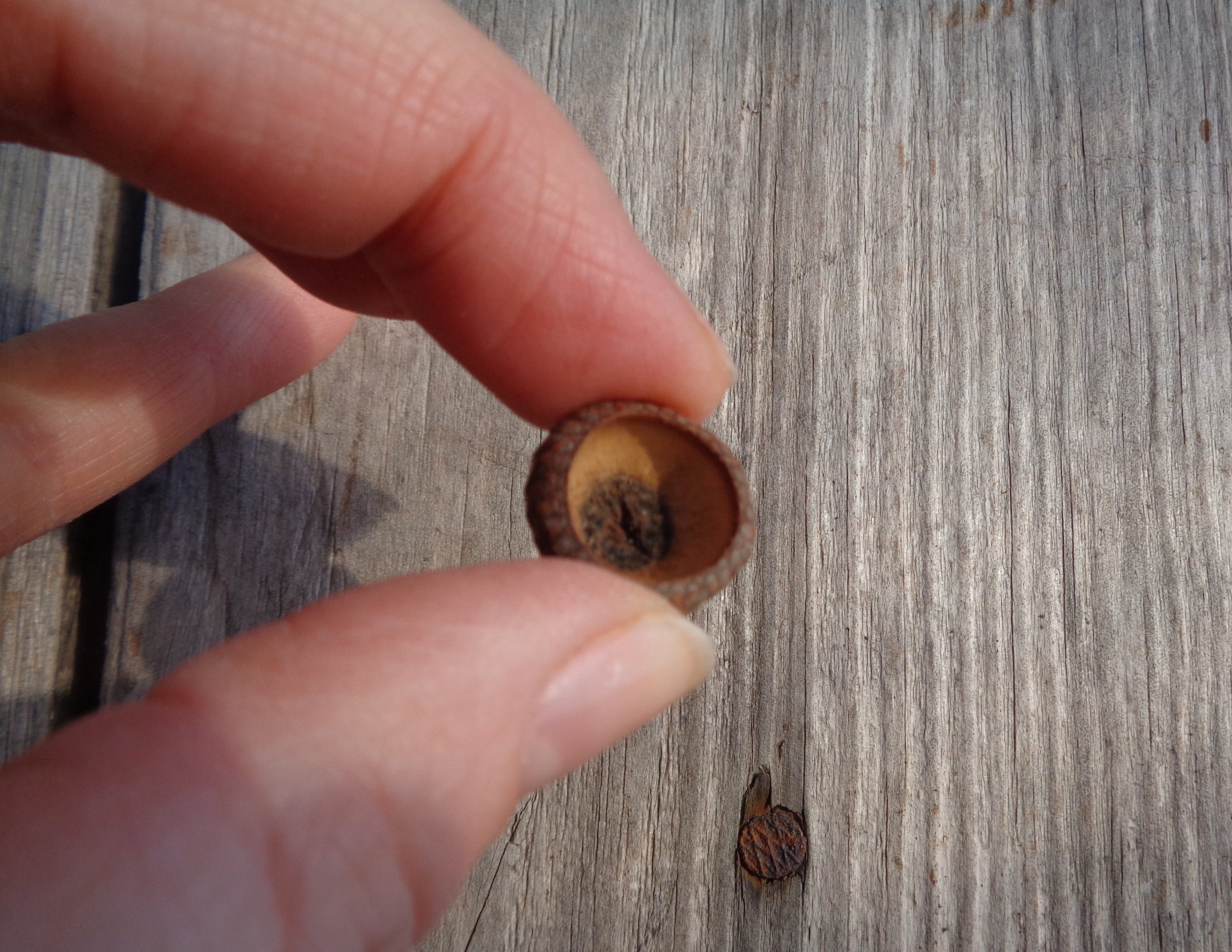 100 Pcs Natural Acorn Caps Mini & Small Size, Dried Oak Tree Acorn Tops ...