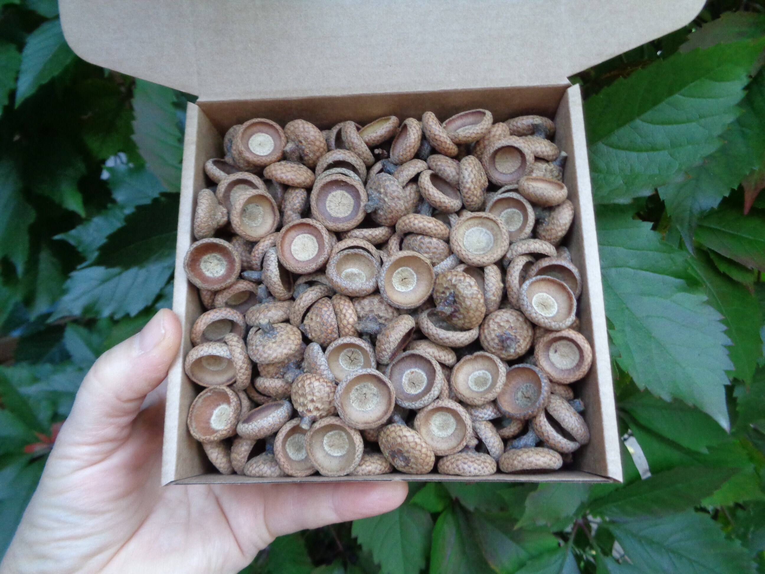 300 Pcs Natural Acorn Caps Dia Max ~3/4" (2cm) for DIY Projects - Etsy