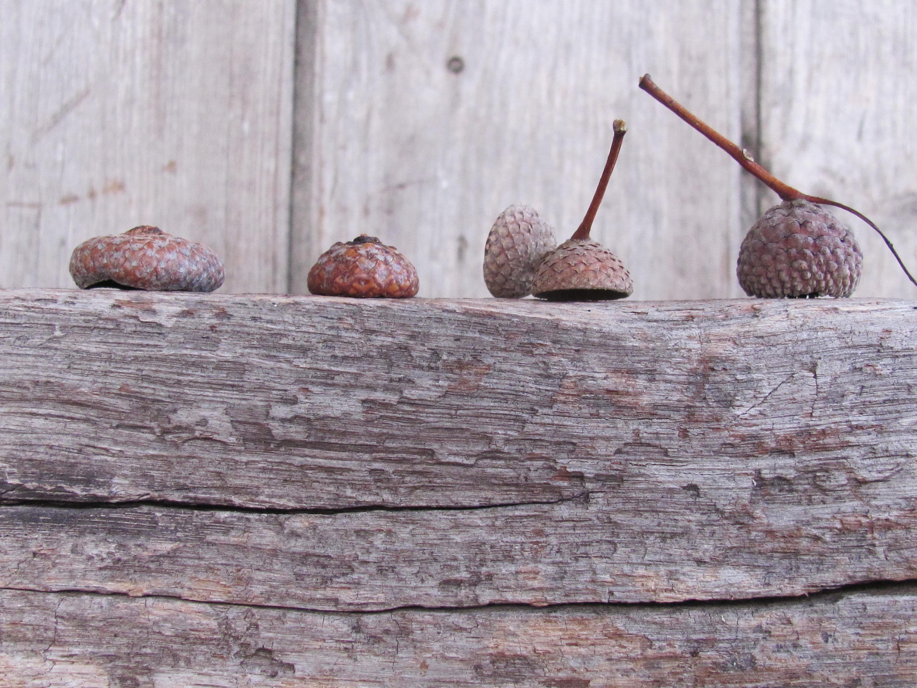 100 Pcs Natural Acorn Caps Mini & Small Size, Dried Oak Tree Acorn Tops ...