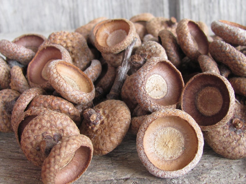 80 Pcs Natural Acorn Caps; Northern Red Oak Acorn Caps for DIY Projects ...