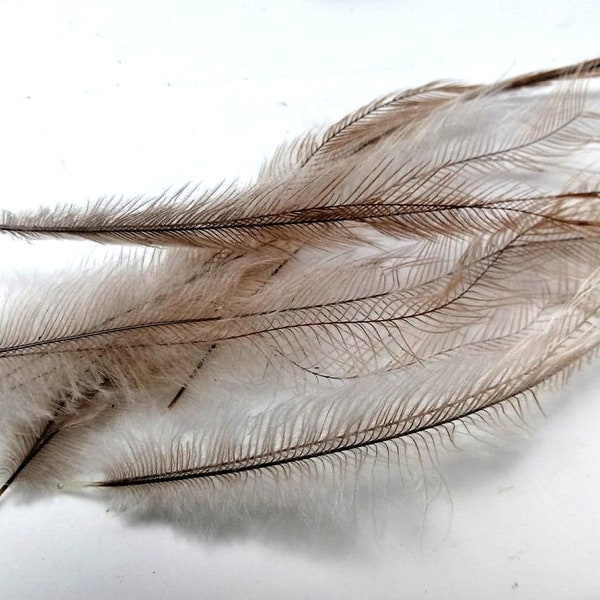 Emu Feathers - Etsy