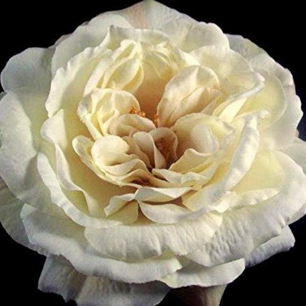 Ivory Wedding Flower - Etsy