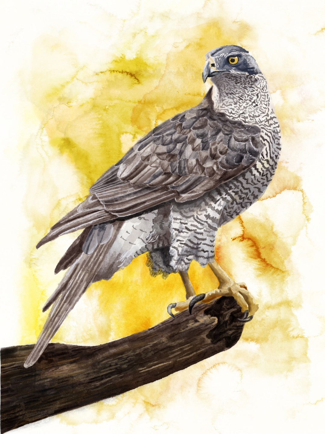Northern Goshawk - Giclée Print - Etsy