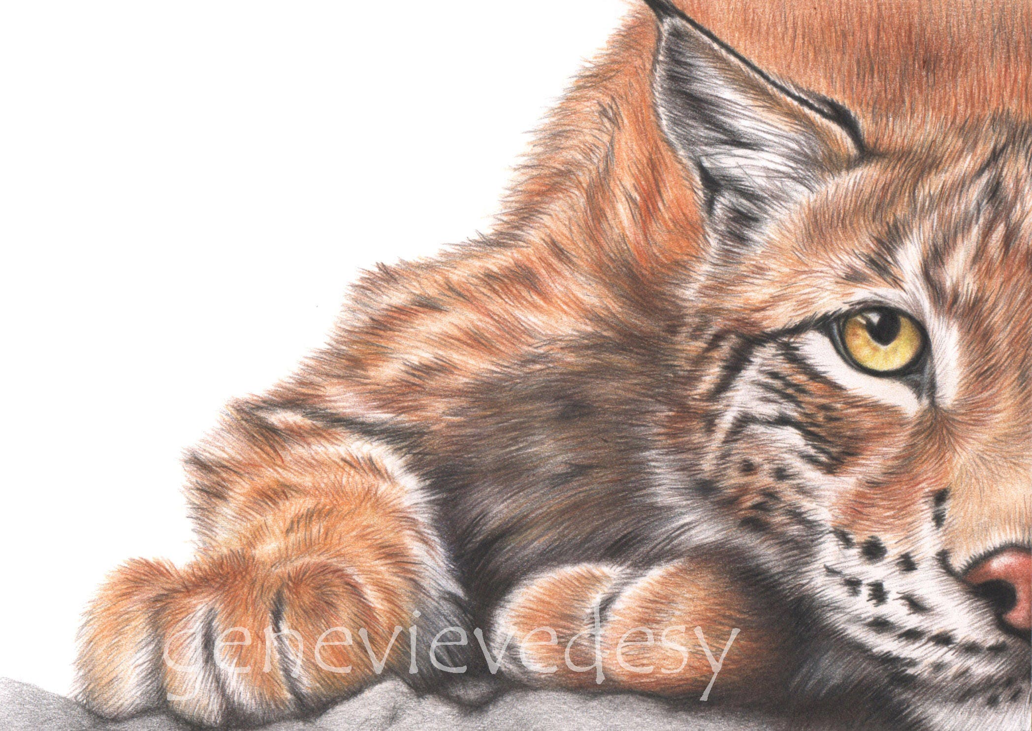 Original drawing of a lynx Drawing made with Polychromos | Etsy