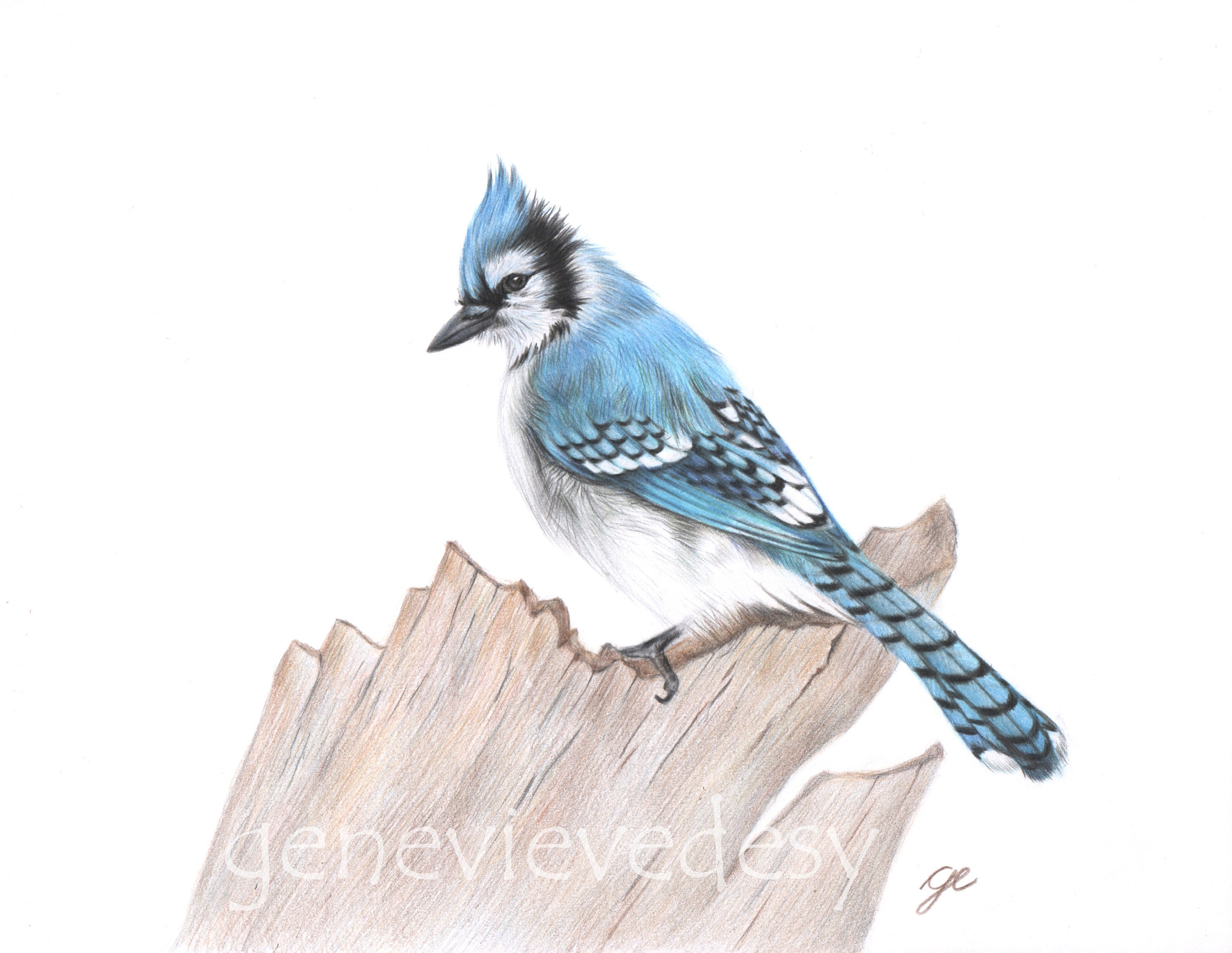 Original Drawing of a Blue Jay - Drawing Made With Polychromos Colored ...