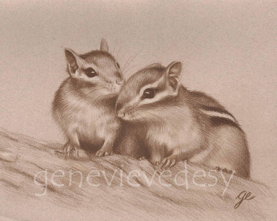 Original Monochrome Drawing of Eastern Chipmunks - Eastern Chipmunk ...