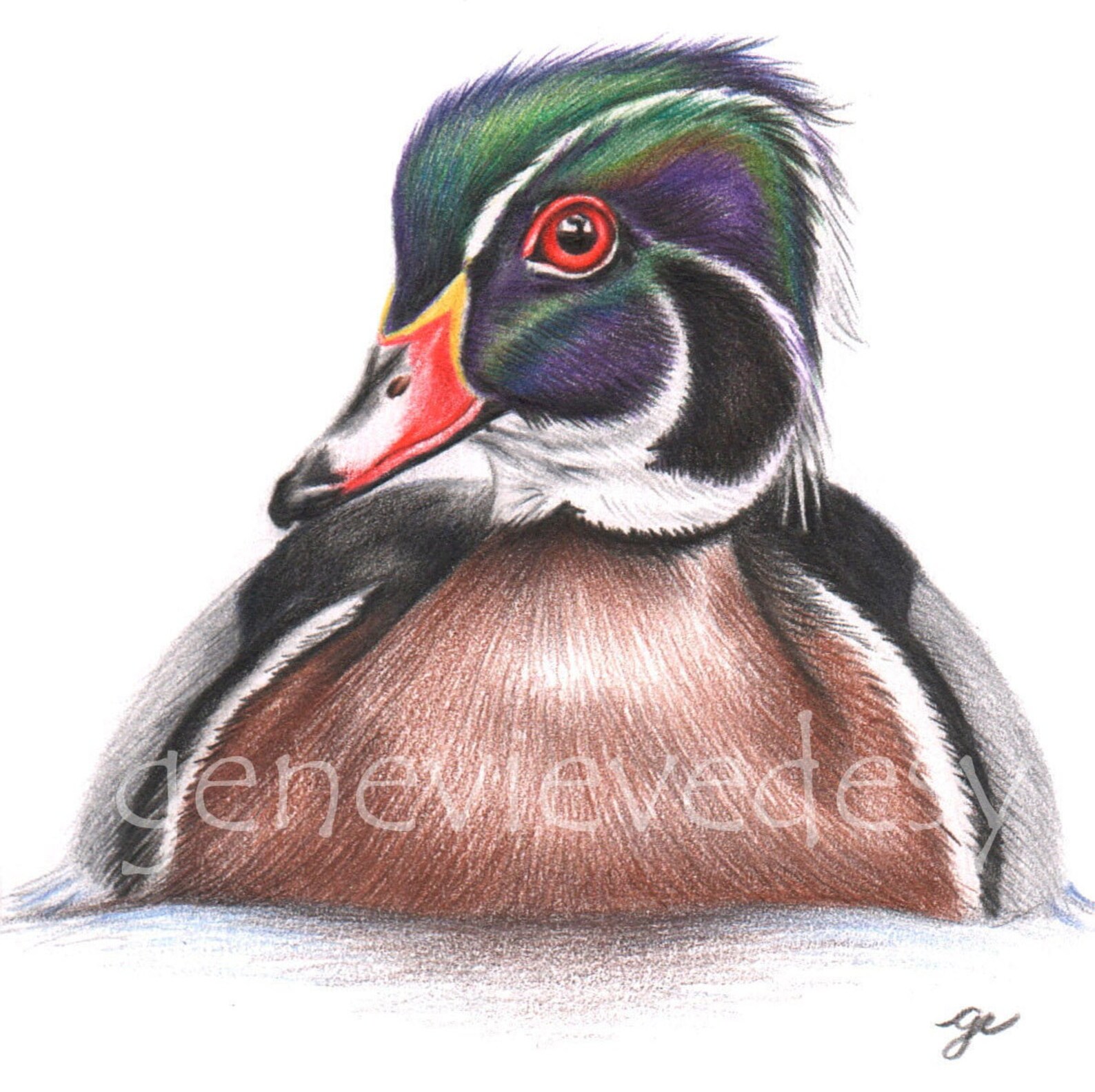 Set of 4 Postcards Wood Duck Drawing - Etsy