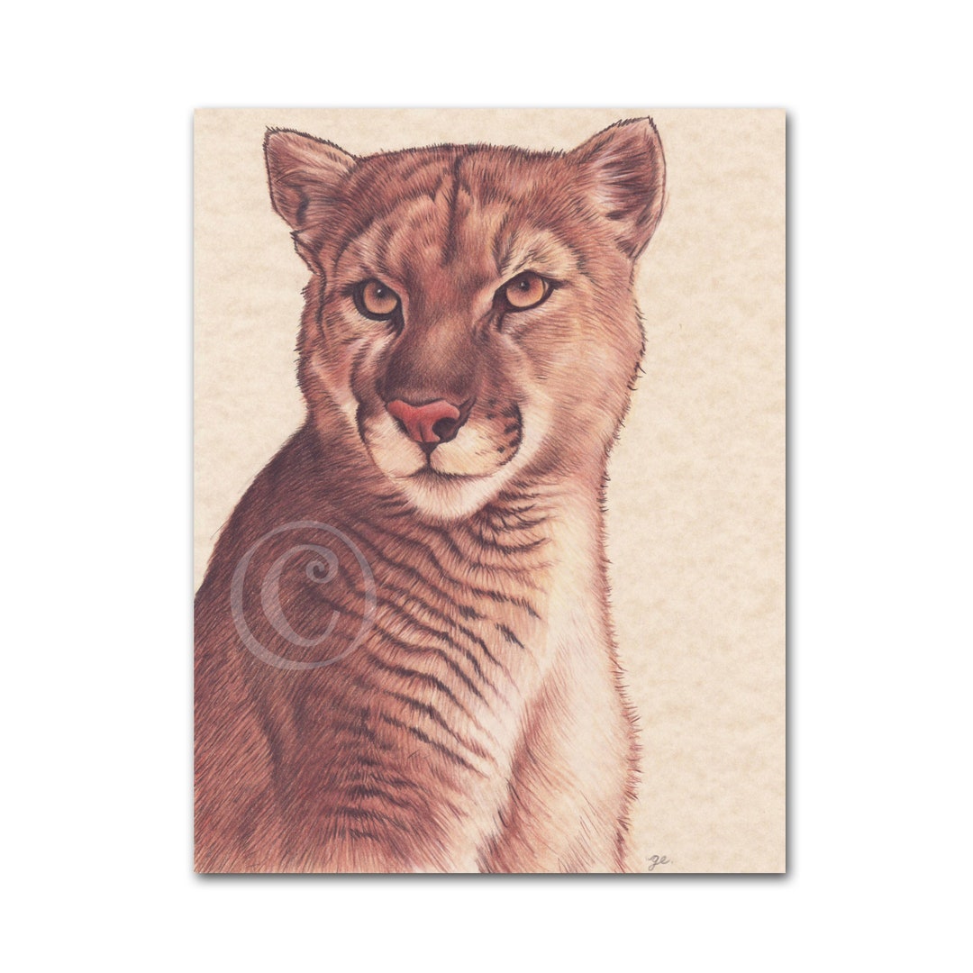 Original drawing of a puma Puma drawing made colored pencils - Etsy.de
