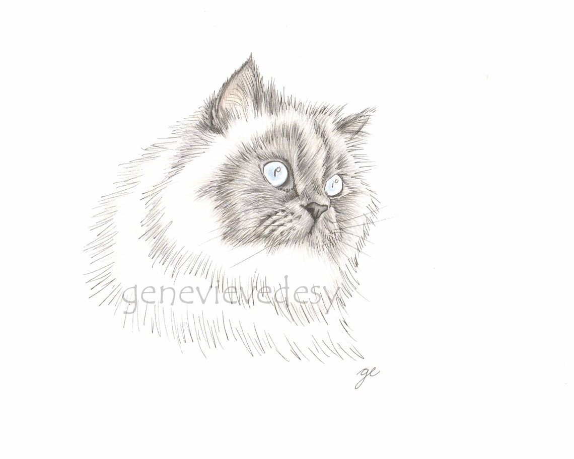 Himalayan Cat Ink Drawing - Original Cat Drawing Made With Ink and ...