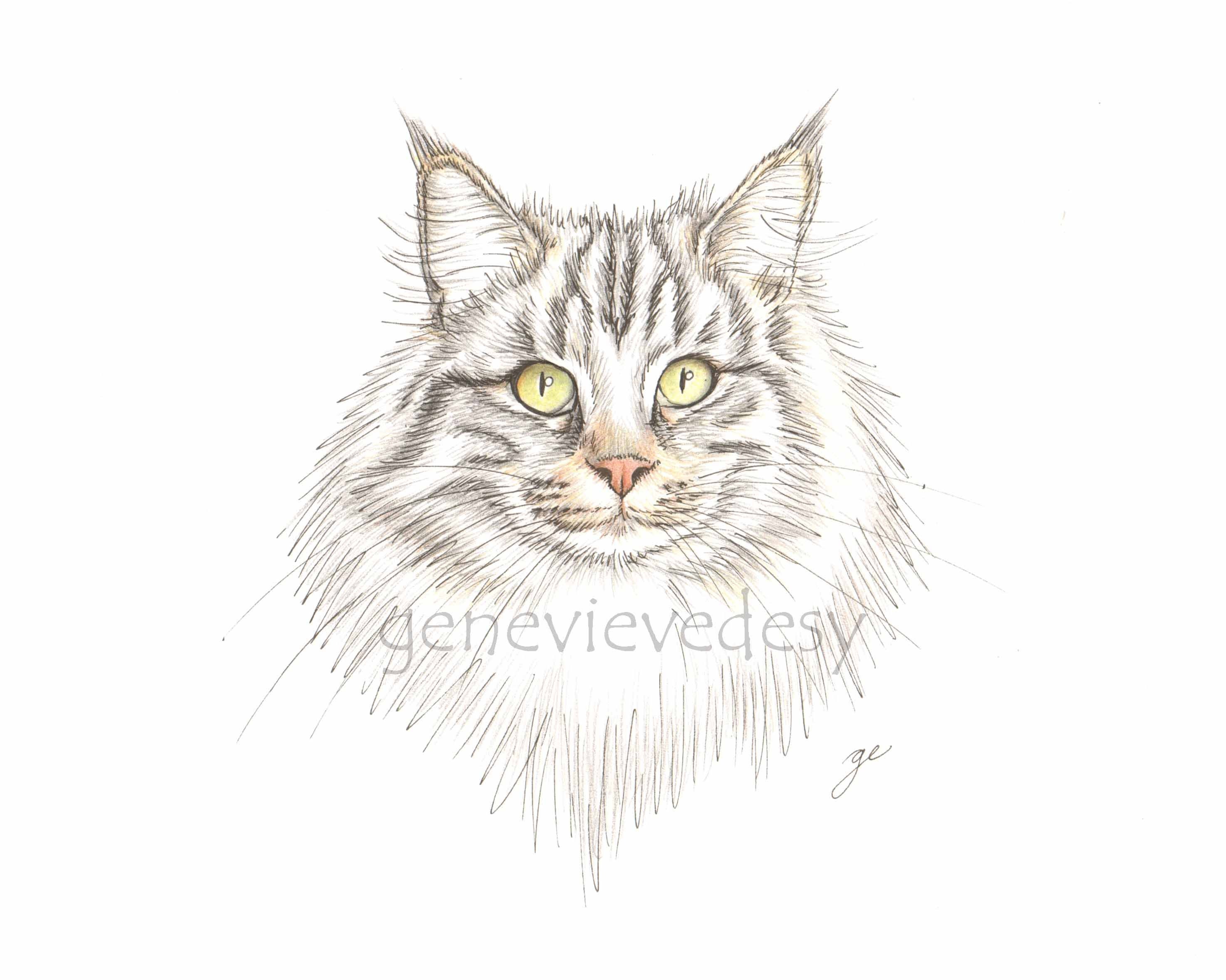 Norwegian Forest Cat ink drawing Original cat drawing made | Etsy