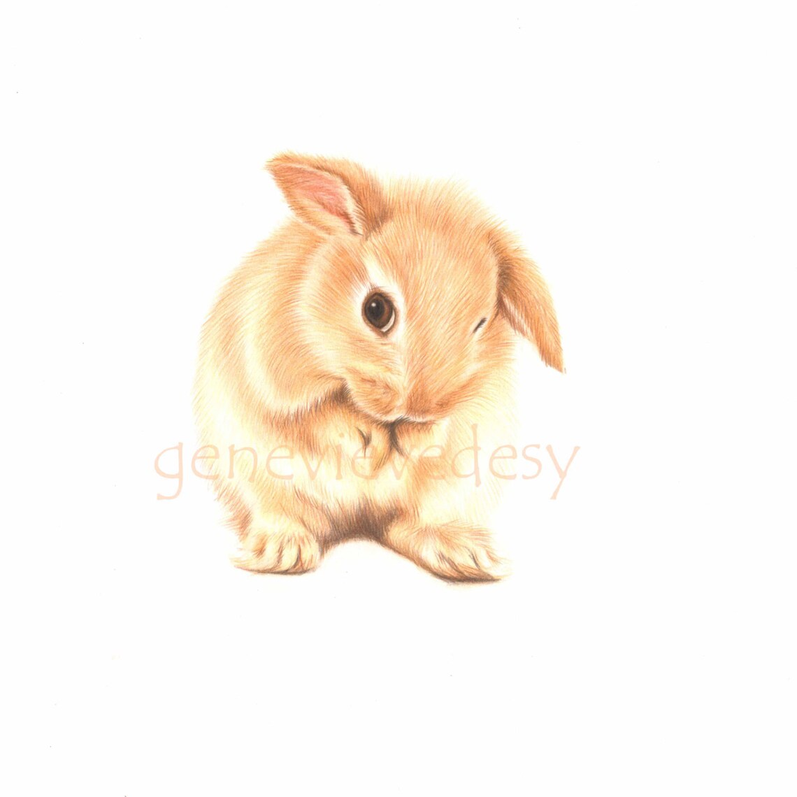 Original Drawing of a Bunny Bunny Drawing Rabbit Drawing Made With ...
