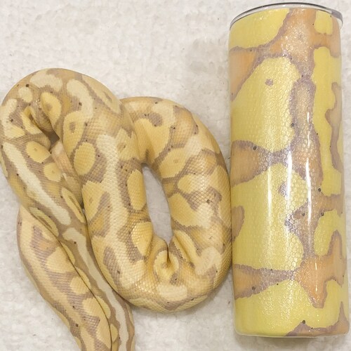 Ball Python Snake Decal/sticker I Love Balls 4X4 | Etsy