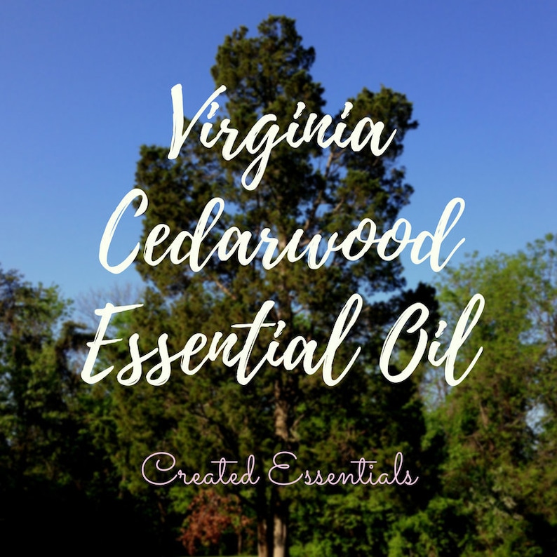 Cedarwood Virginia Essential Oil | Wildcrafted Virginia Cedarwood ...