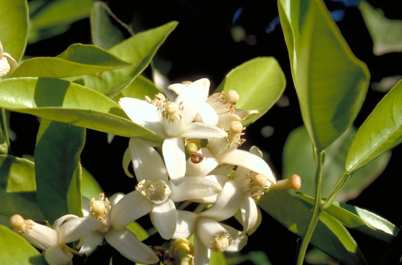 Petitgrain Essential Oil Organic Petitgrain Essential Oil - Etsy