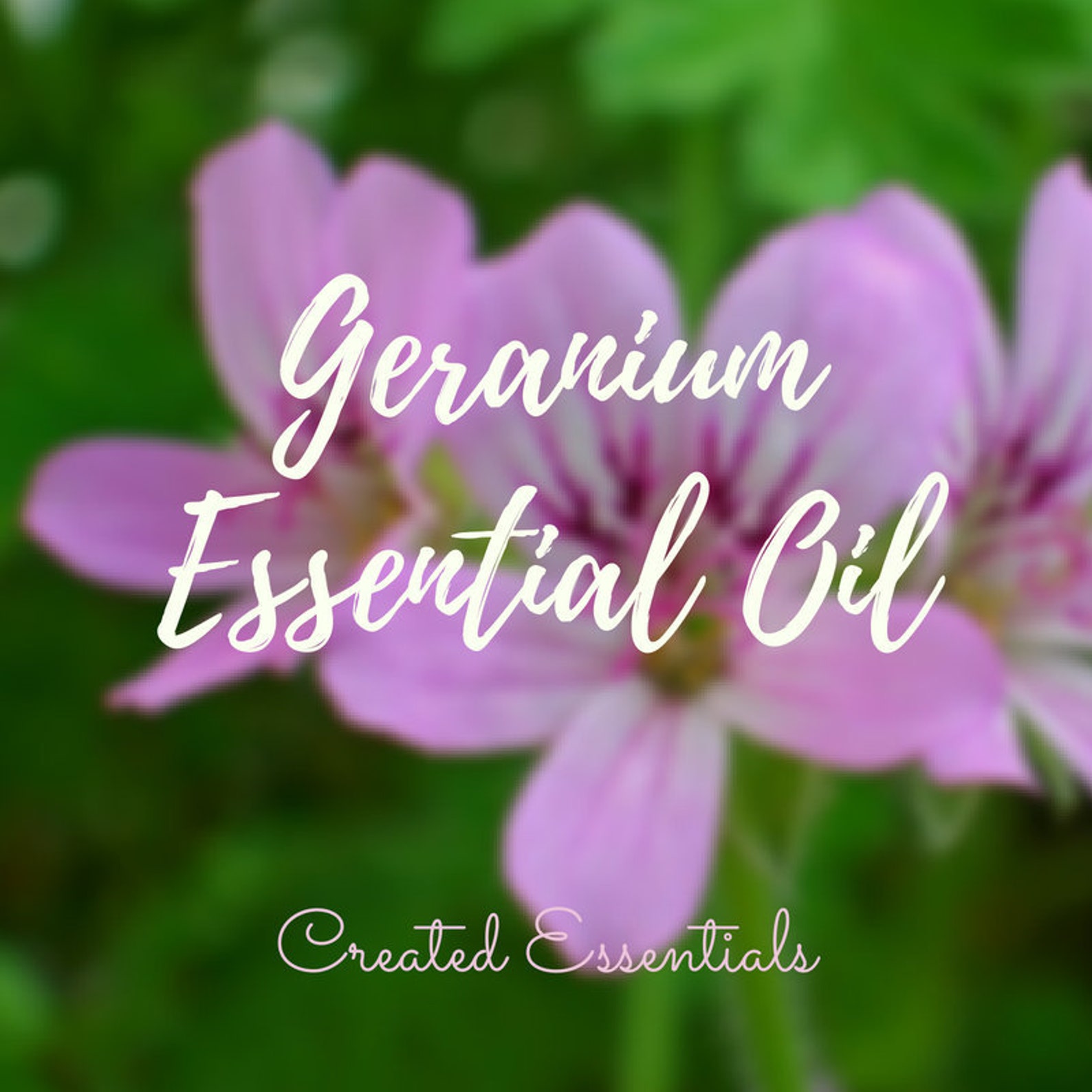 Geranium Essential Oil Organic Essential Oil of Geranium | Etsy