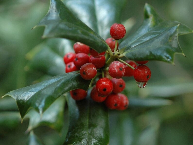 Wintergreen Essential Oil | 100% Pure Essential Oil of Wintergreen ...