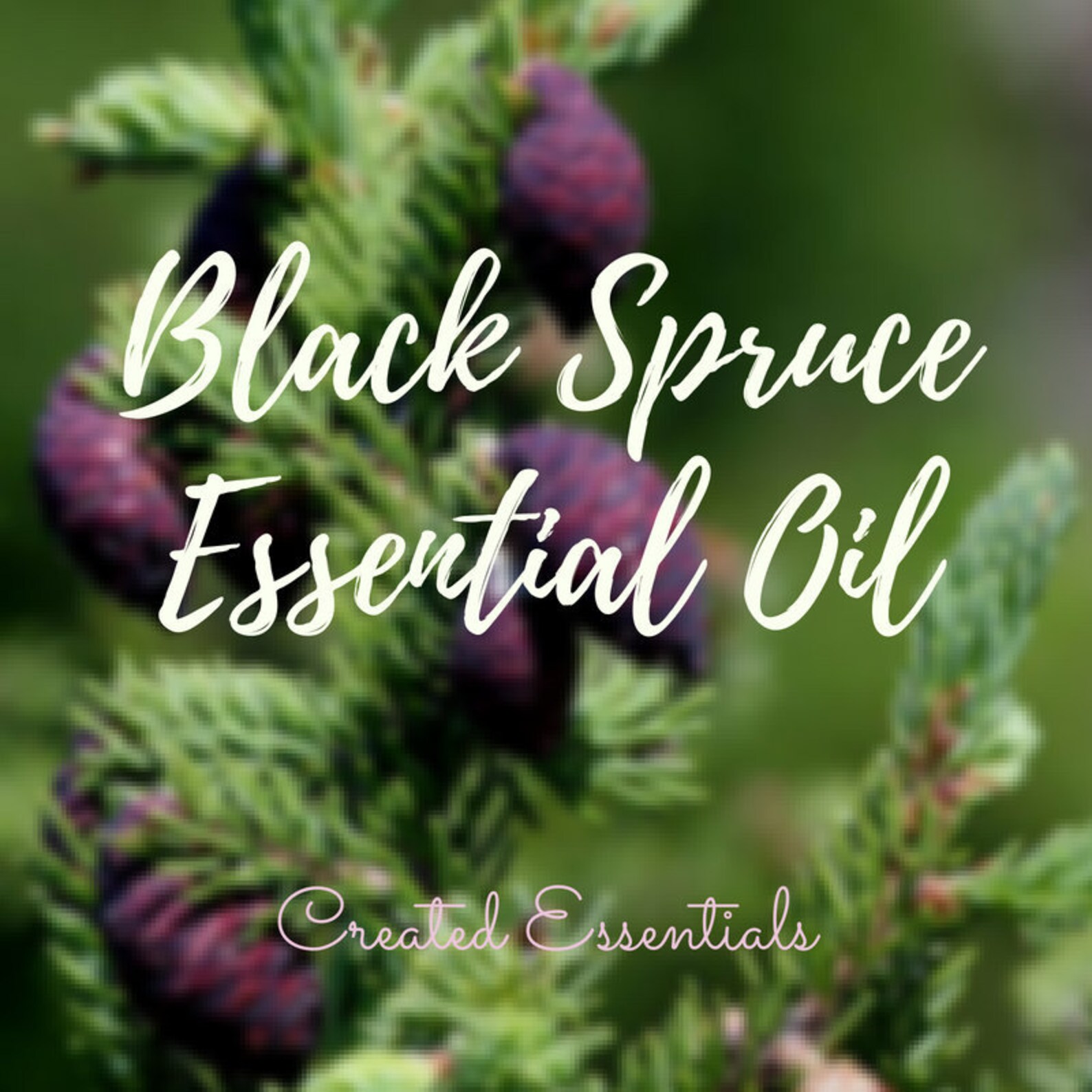 Black Spruce Essential Oil, Organic Essential Oil of Black Spruce, 100% ...