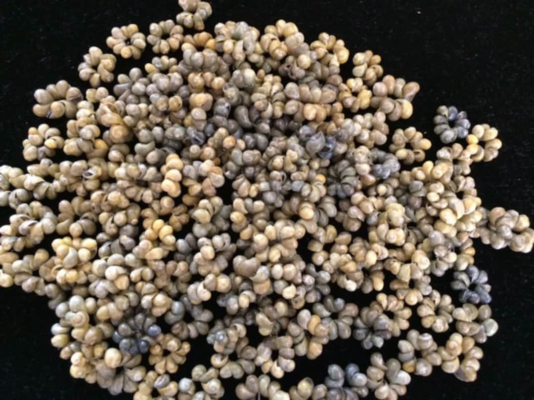 LOOSE Mongo Shell Rings Lei Making Crafts DIY Projects GREEN - Etsy