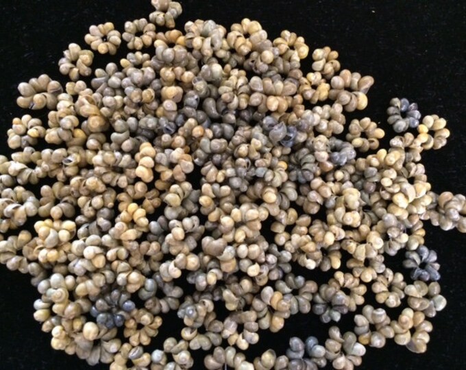 Long White Dovetail Shell Necklaces - Etsy