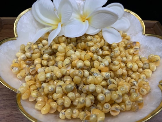 LOOSE Mongo Shell Rings Lei Making Crafts DIY Projects YELLOW | Etsy