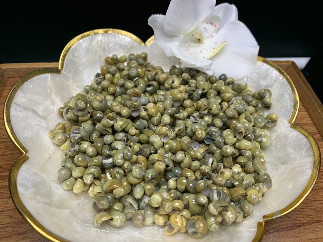 LOOSE Mongo Shell Rings Lei Making Crafts DIY Projects GREEN - Etsy