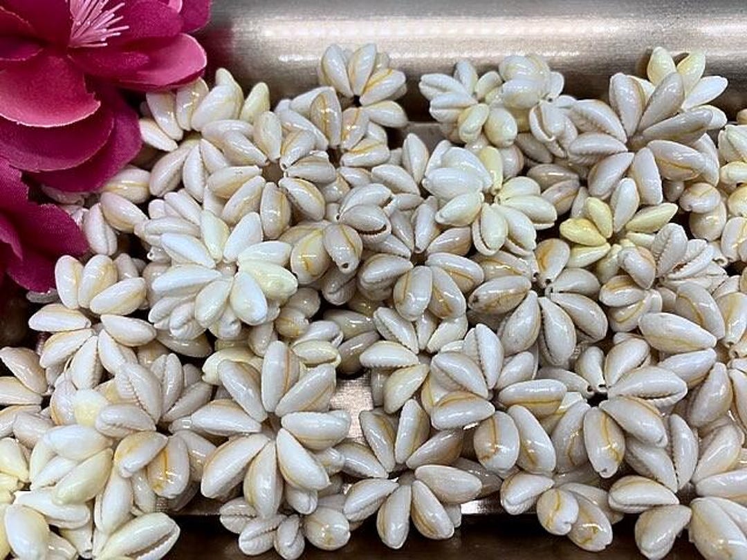 LOOSE Cowrie Shell Rings Cowrie Shell Cowrie Shell Beads Lei Making ...