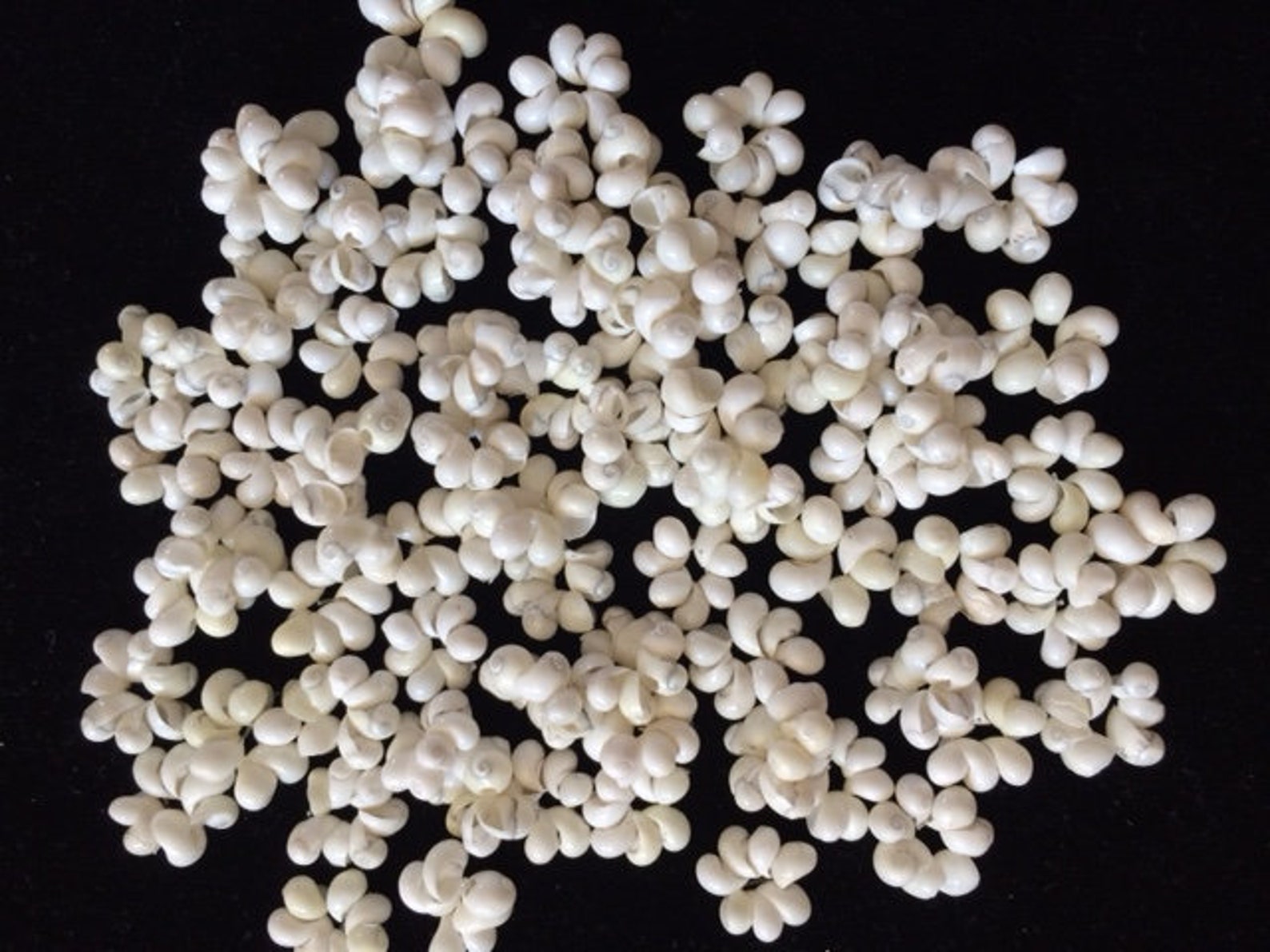 LOOSE Mongo Shell Rings Lei Making Crafts DIY Projects WHITE - Etsy