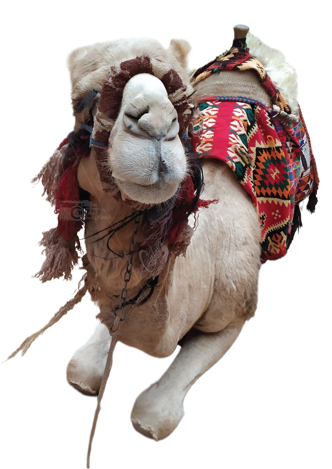 PNG CAMEL, Photoshop Cut File Download, Pdf, Jpg, Animal, Hoofed ...