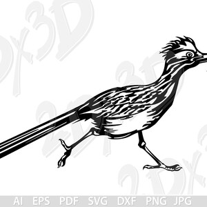 Vector BIRD, Greater Roadrunner, Ai, Eps, Pdf, Svg, Dxf, Png, Jpg ...