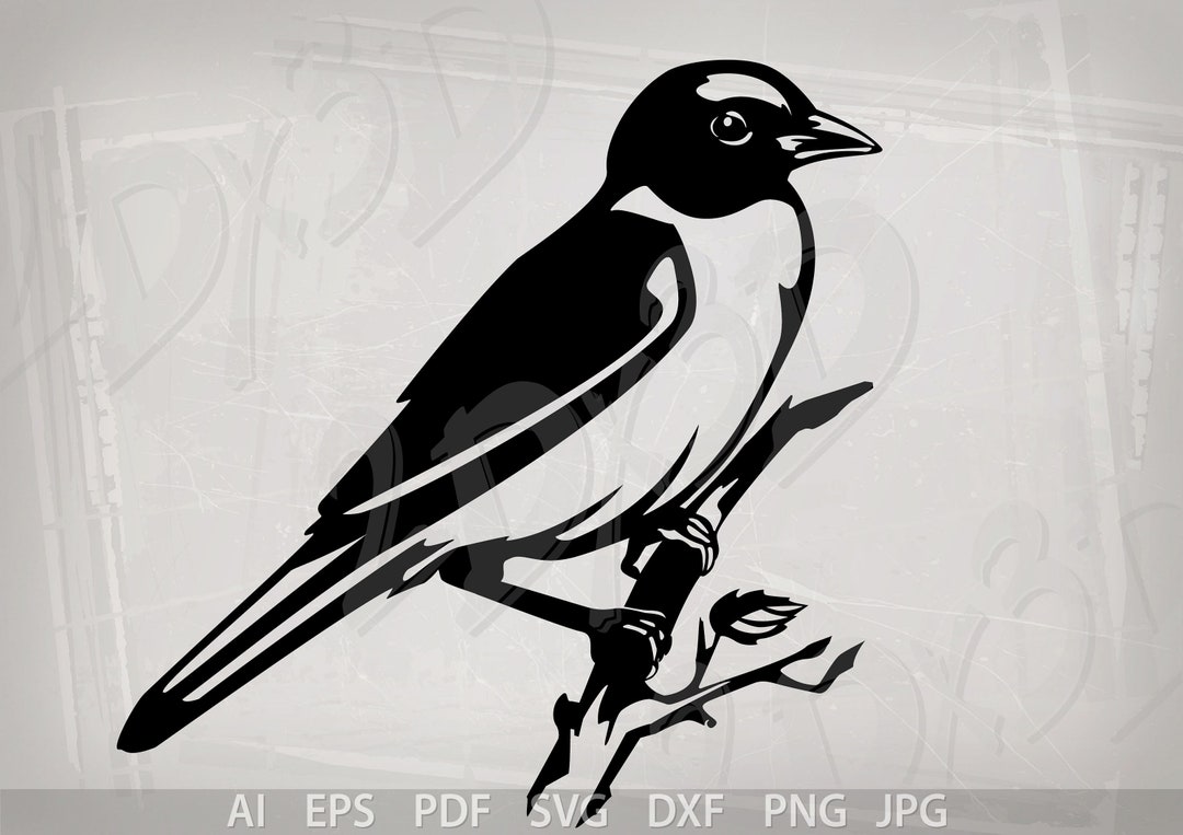 Eastern Bluebird Vector Image (digital Download) - Etsy