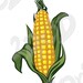 Vector CORN, Colored PDF, SVG, Ai, Eps, Dxf, Png, Jpg Download Files ...