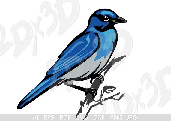 Vector BIRD Eastern Bluebird SVG Ai Eps Png Pdf Jpg - Etsy