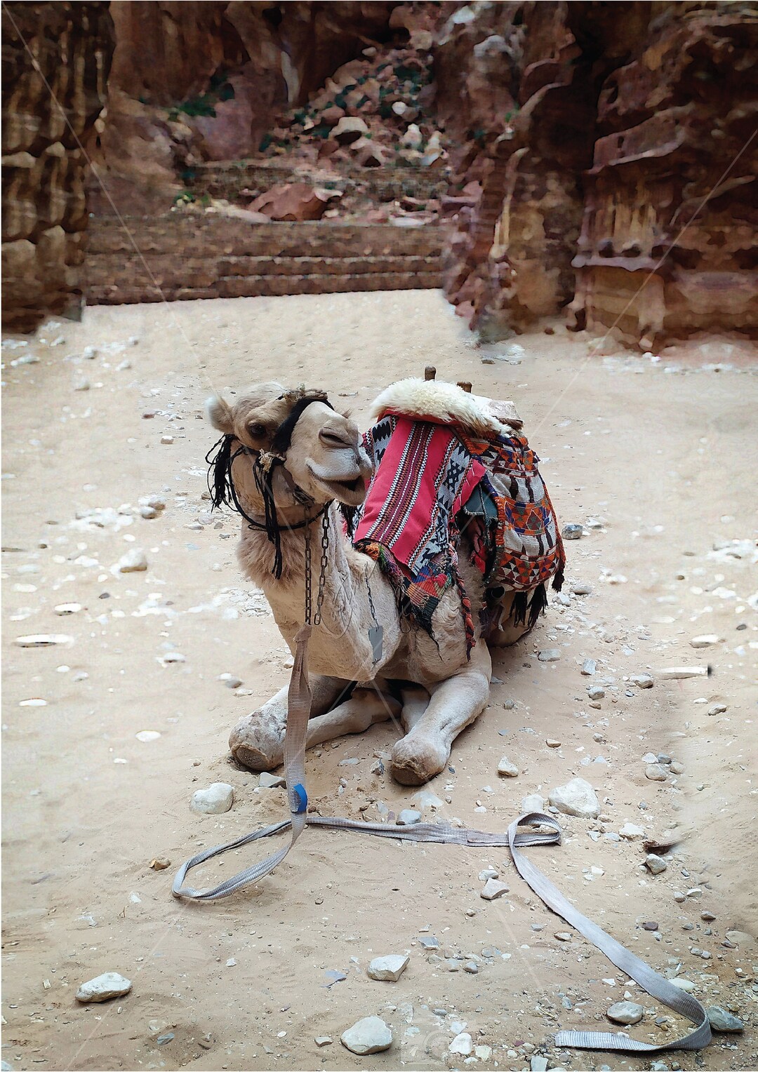 CAMEL, Photography /0321/, 8 JPG Instant Download, Digital Image, Animal, Cloven-hoofed Mammals ...