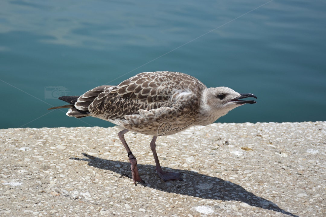 GULL, Photography /0425/, 8 JPG Instant Download, Digital Image, Bird ...