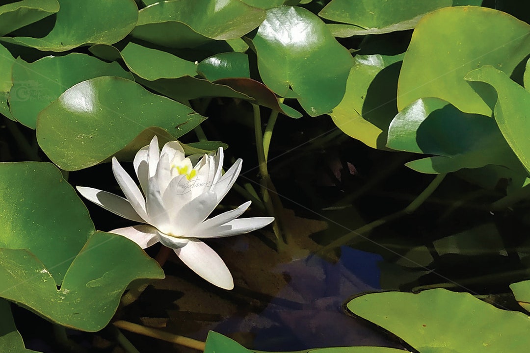 WATER LILY, Photography /1656/, 8 JPG Instant Download Nymphaeaceae ...