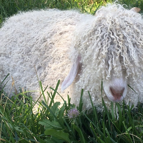 RockyMountainMohair - Etsy