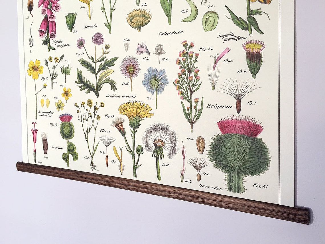 Wildflowers Specimens Poster Vintage Poster Botanical School Chart ...