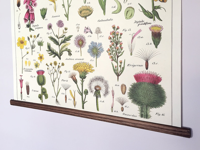 Wildflowers Specimens Poster Vintage Poster Botanical School Chart - Etsy