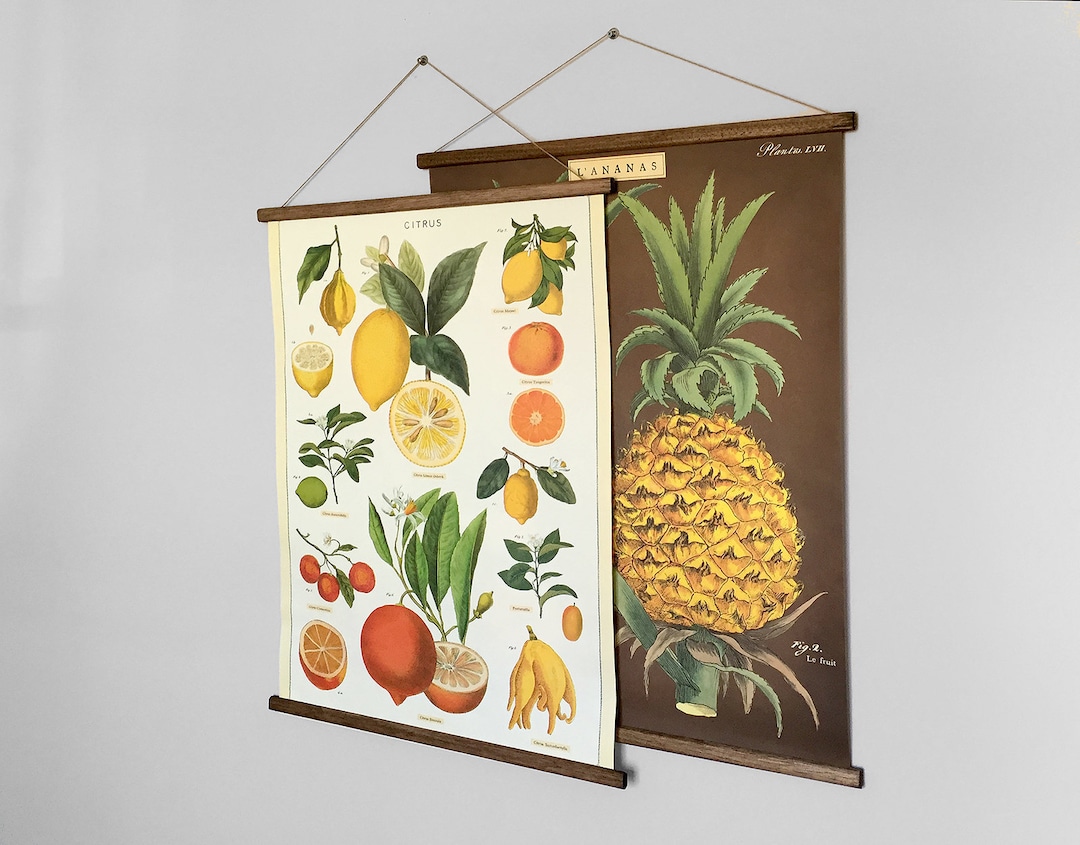 Citrus Specimen Poster Vintage Poster School Chart - Etsy