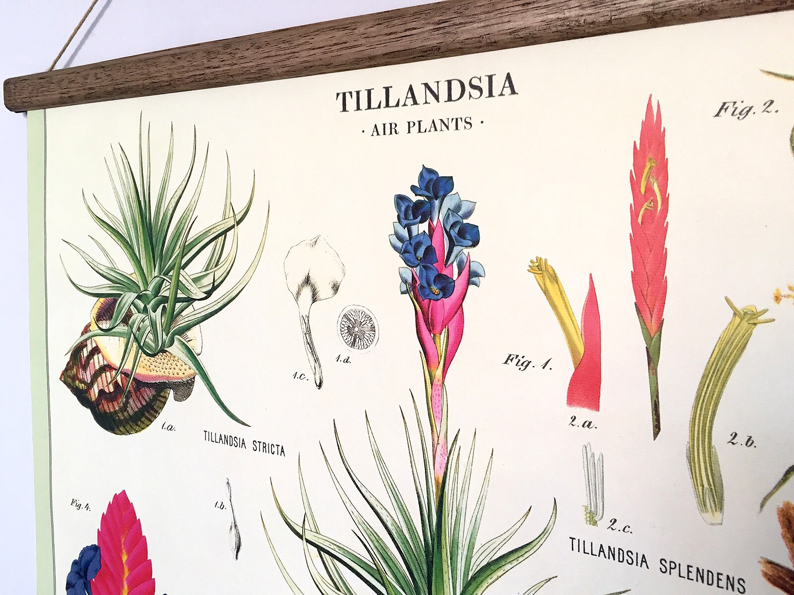 Tillandsia Air Plants Vintage Poster Botanical School Chart | Etsy