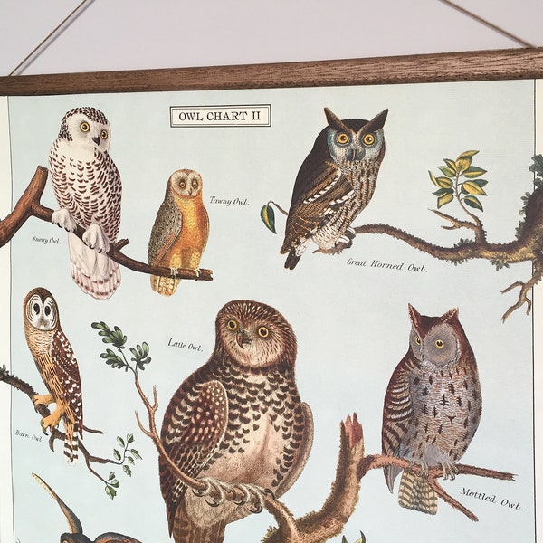 Owl Chart - Etsy