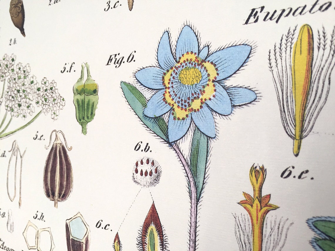 Wildflowers Specimens Poster Vintage Poster Botanical School Chart ...