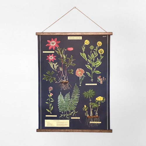 Wildflowers Specimens Poster Vintage Poster Botanical School - Etsy