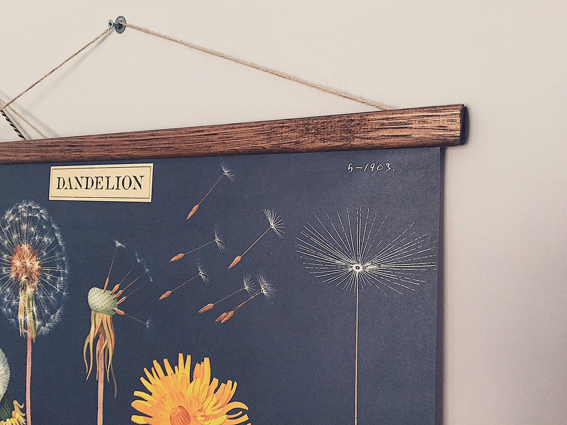 Dandelion Vintage Poster Botanical School Chart | Etsy