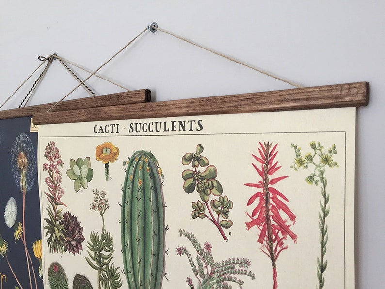 Cacti & Succulents Vintage Poster School Chart - Etsy Australia