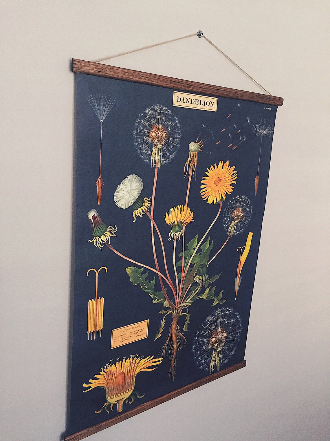 Dandelion Vintage Poster Botanical School Chart | Etsy