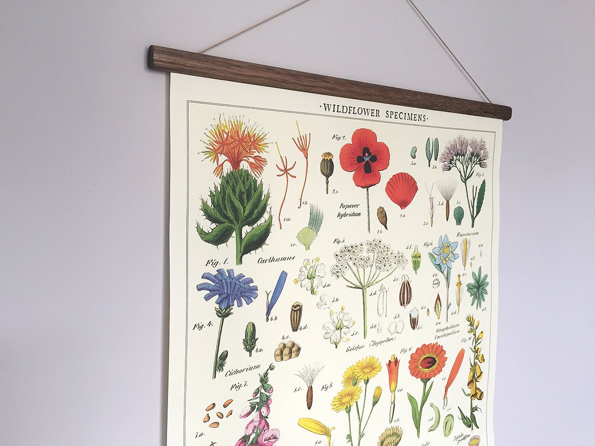 Wildflowers Specimens Poster Vintage Poster Botanical School Chart - Etsy